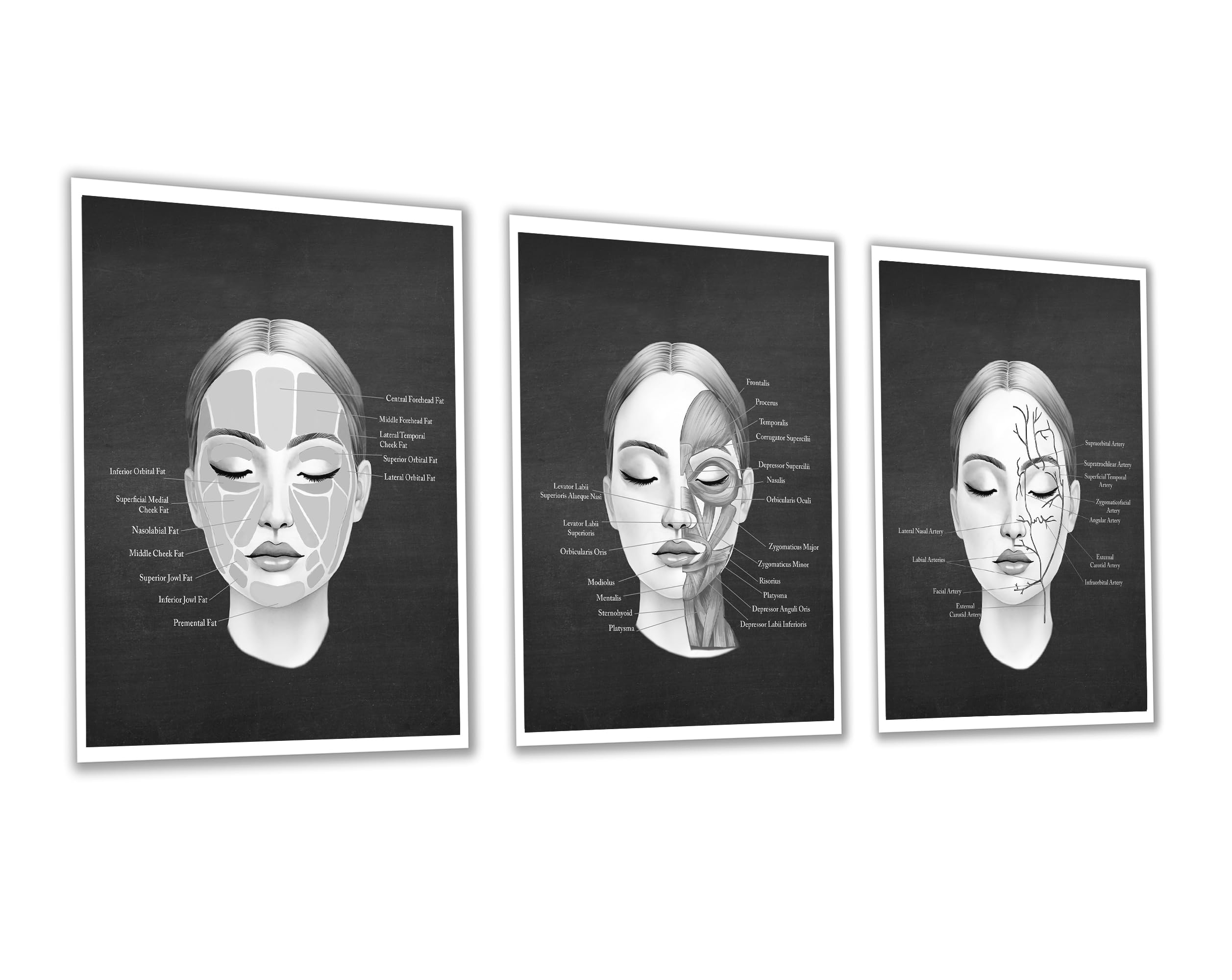 Buy Gnosis Picture Archive Face Anatomy Chart of Facial Pad, Muscles ...