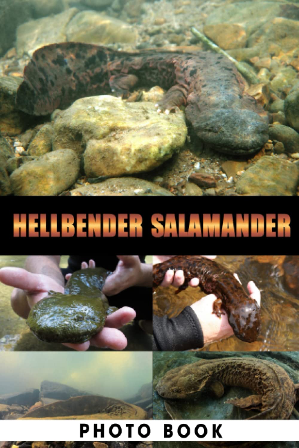 Amazon.com: Hellbender Salamander Photo Book: Exclusive Colorful ...