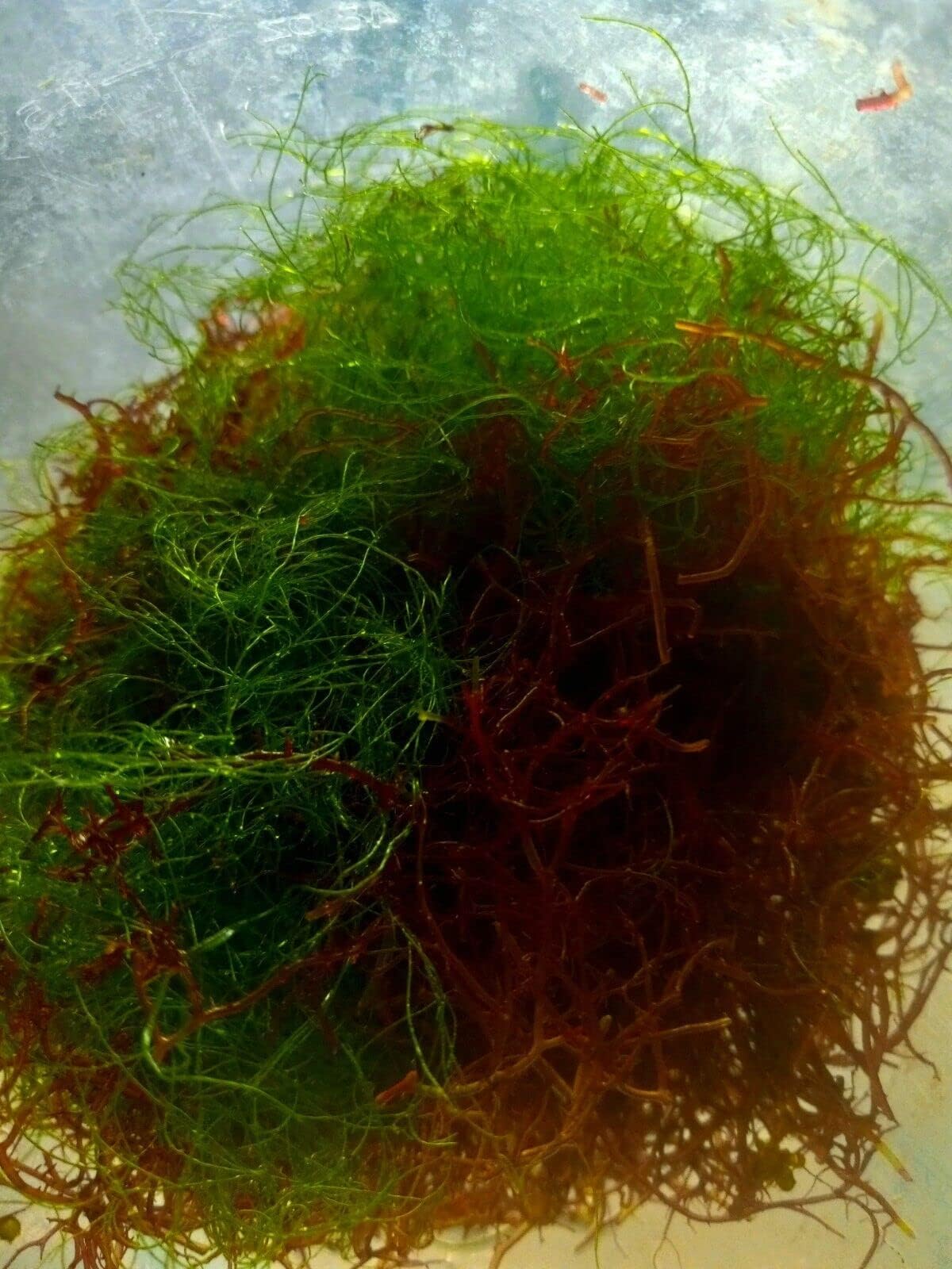 Amazon.com: Chaetomorpha & Garsilia Plant Macroalgae Frag Cheato ...