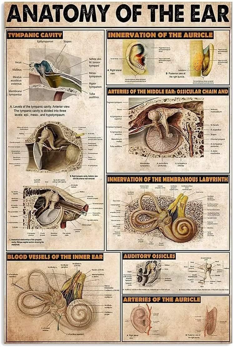 Amazon.com : Anatomy Of The Ear Metal Tin Signs Ear Infographics ...
