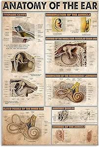 Amazon.com : Anatomy Of The Ear Metal Tin Signs Ear Infographics ...