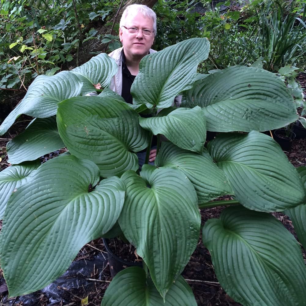 Hosta T-Rex, 3 Mehrjährige Hosta Pflanzen, Winterharte Funkein ...