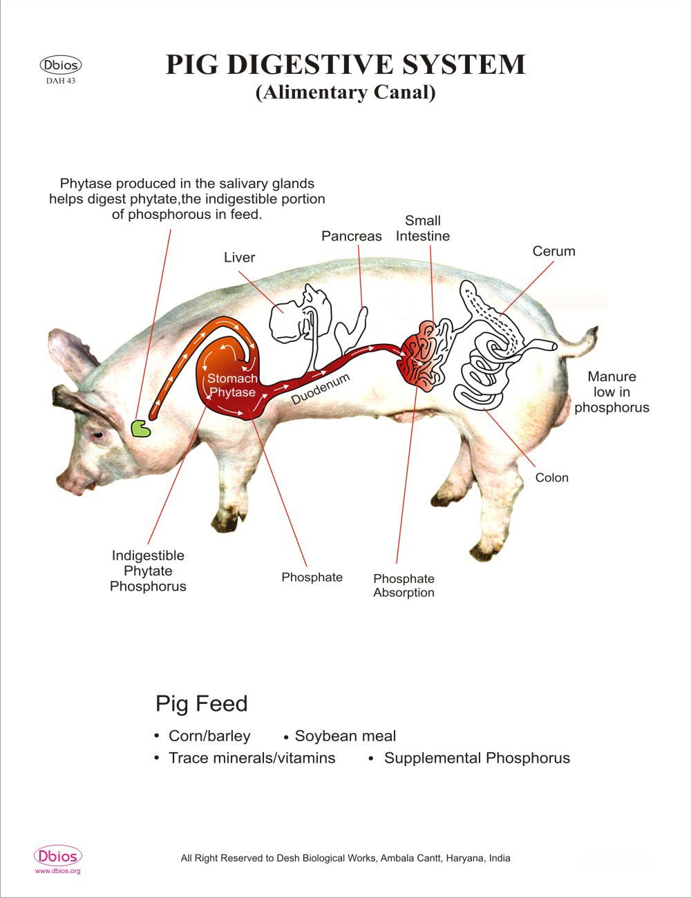 Buy Dbios Educational Pig Digestive System Alimentary Canal Wall Charts ...