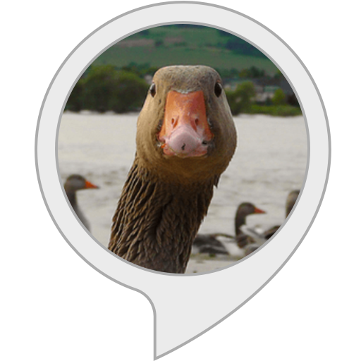 Amazon.in: Bird Investment : Alexa Skills