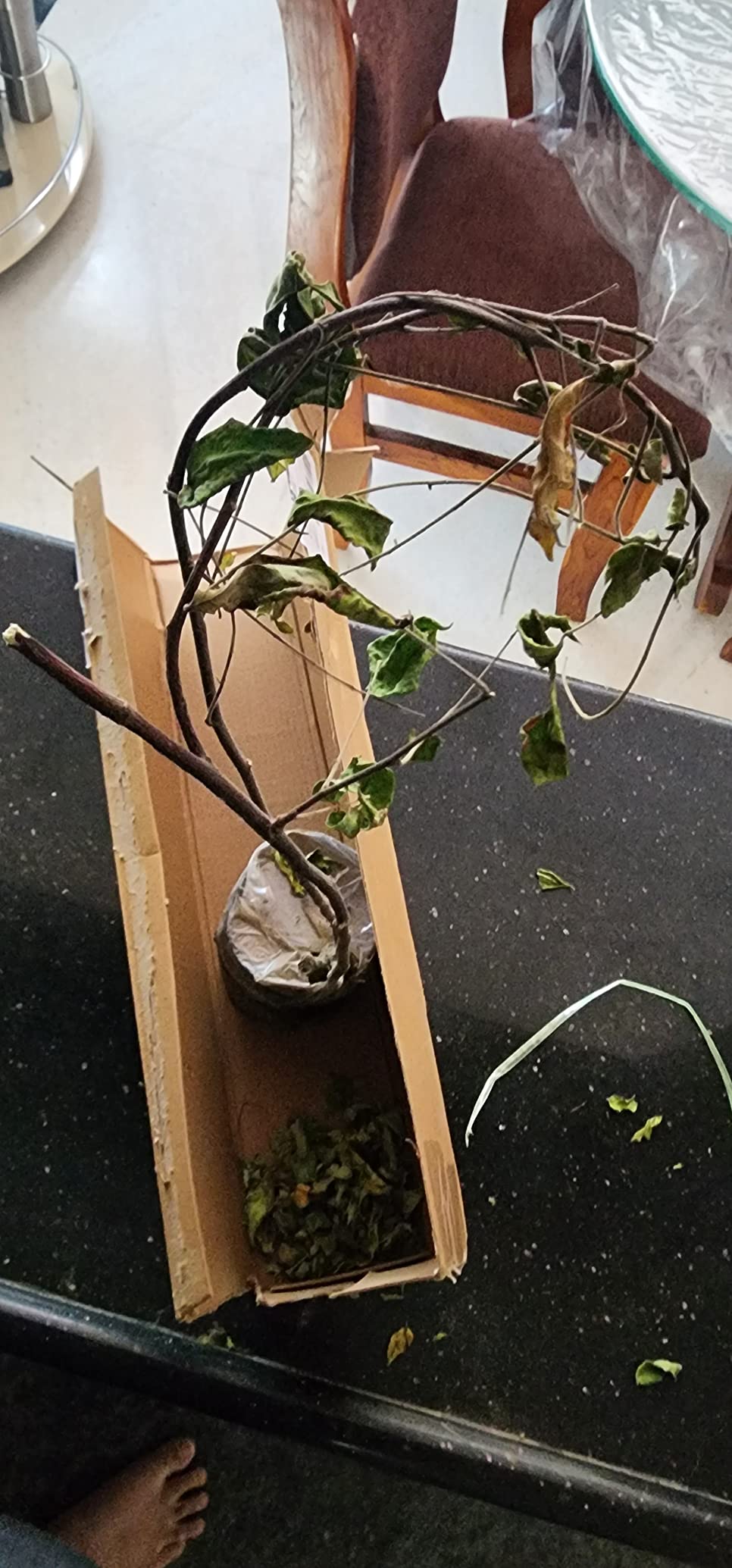 Mphmi Terminalia arjuna (Maruthu/Neermaruthu/Marutham/Jarul/Arjun ...