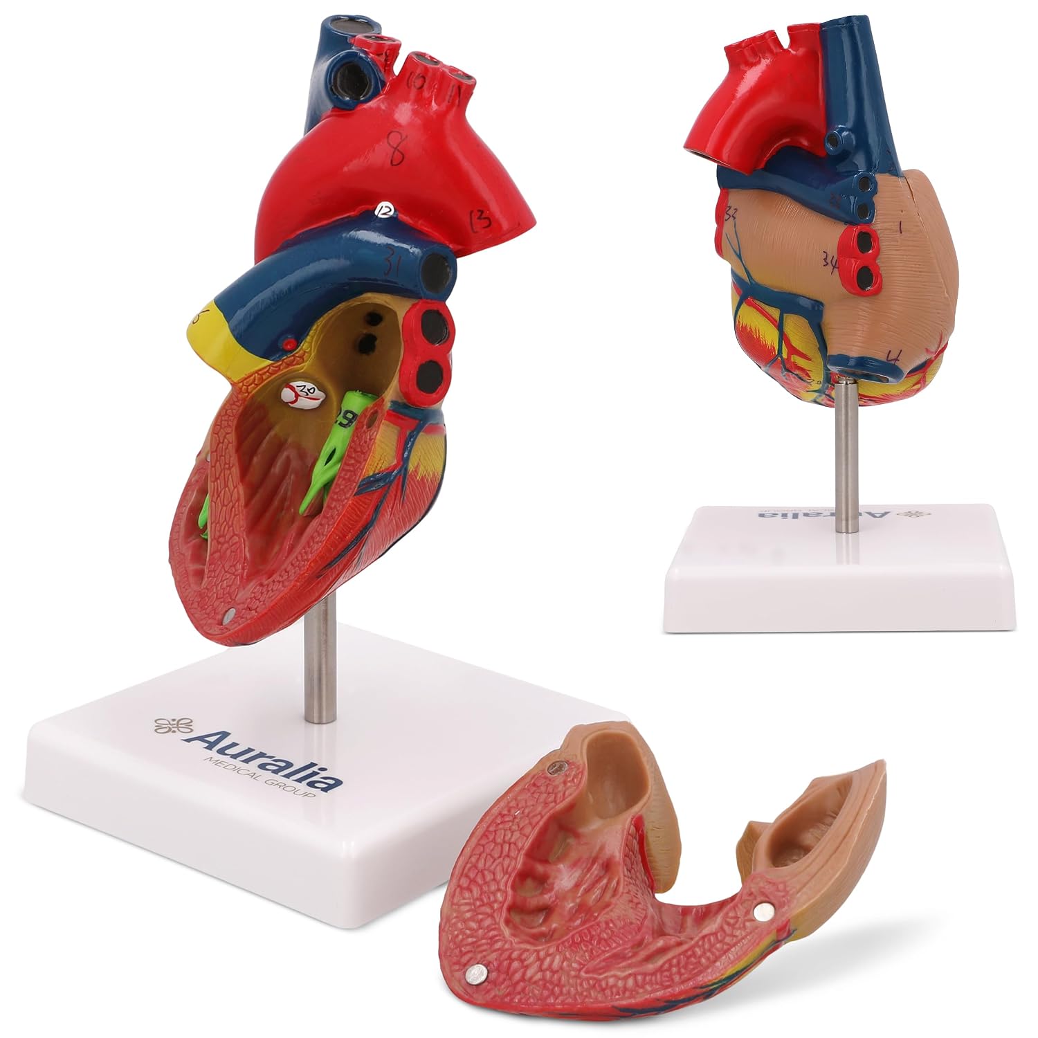 Human Heart Model, 2-Part Life Size Medical Heart Anatomy Model with 34 ...