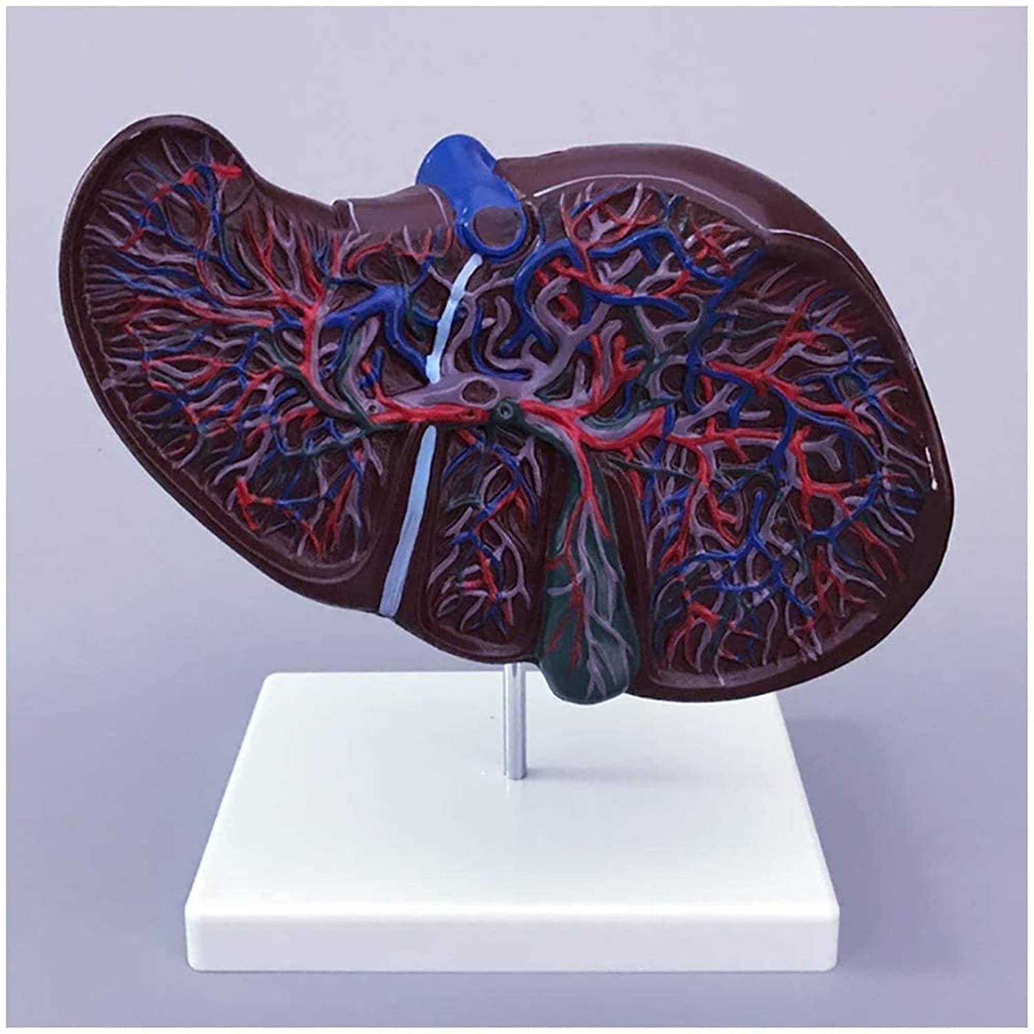 Buy Anatomy Model, Medical Anatomical Liver Model - Human Organ ...