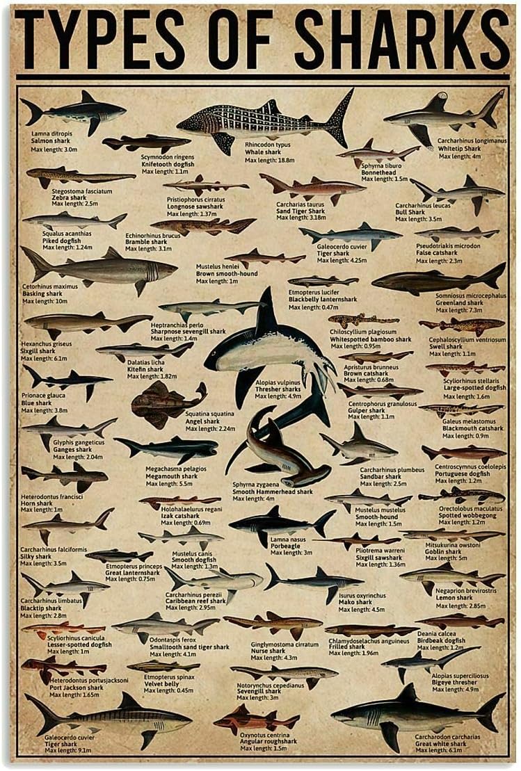 Amazon.com: Types of Shark Metal Tin Sign nowledge Graph Fun World ...