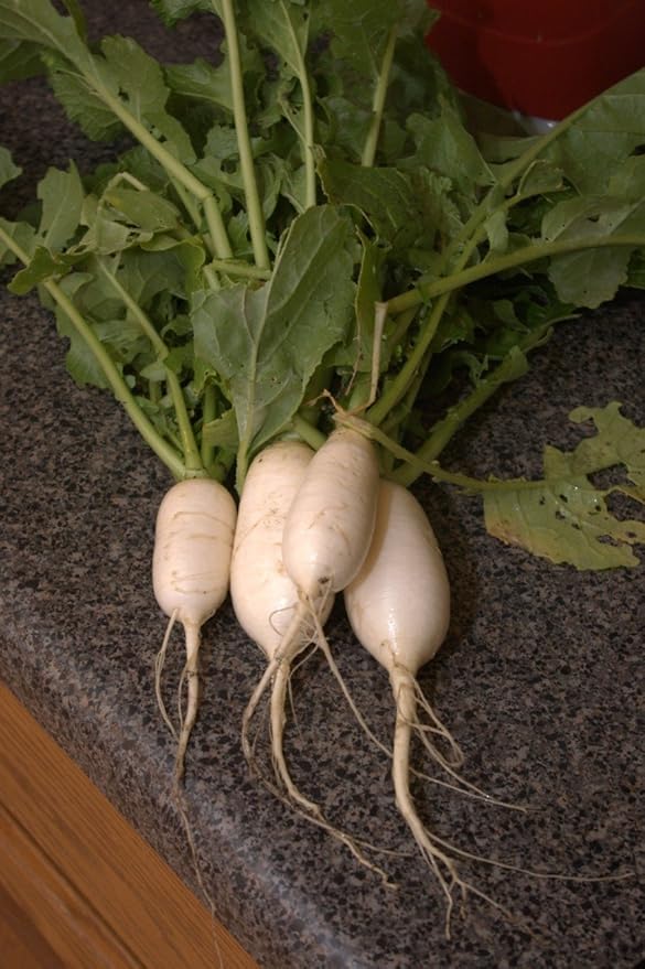 Amazon.com : Navet de Vertus Marteau Turnip : Turnip Plants : Patio ...