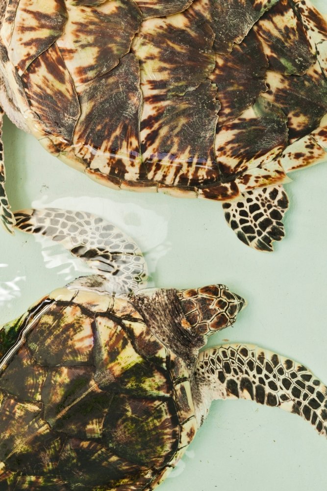 Panoramic Sea Turtles