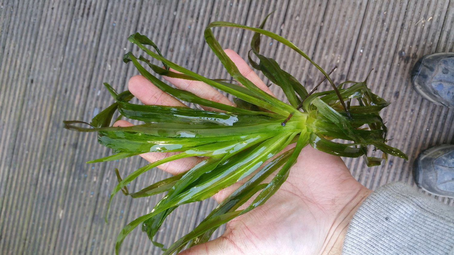 Buy Mühlan Aquatic s 10 water soldier, Stratiotes aloides, garden pond ...