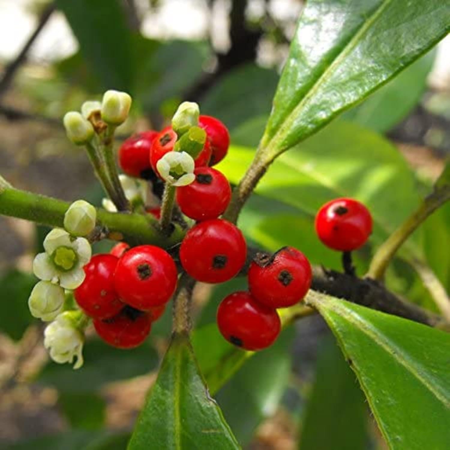 CHUXAY GARDEN Yerba Mate,Ilex Paraguariensis 10 Seeds Evergreen Shrub ...