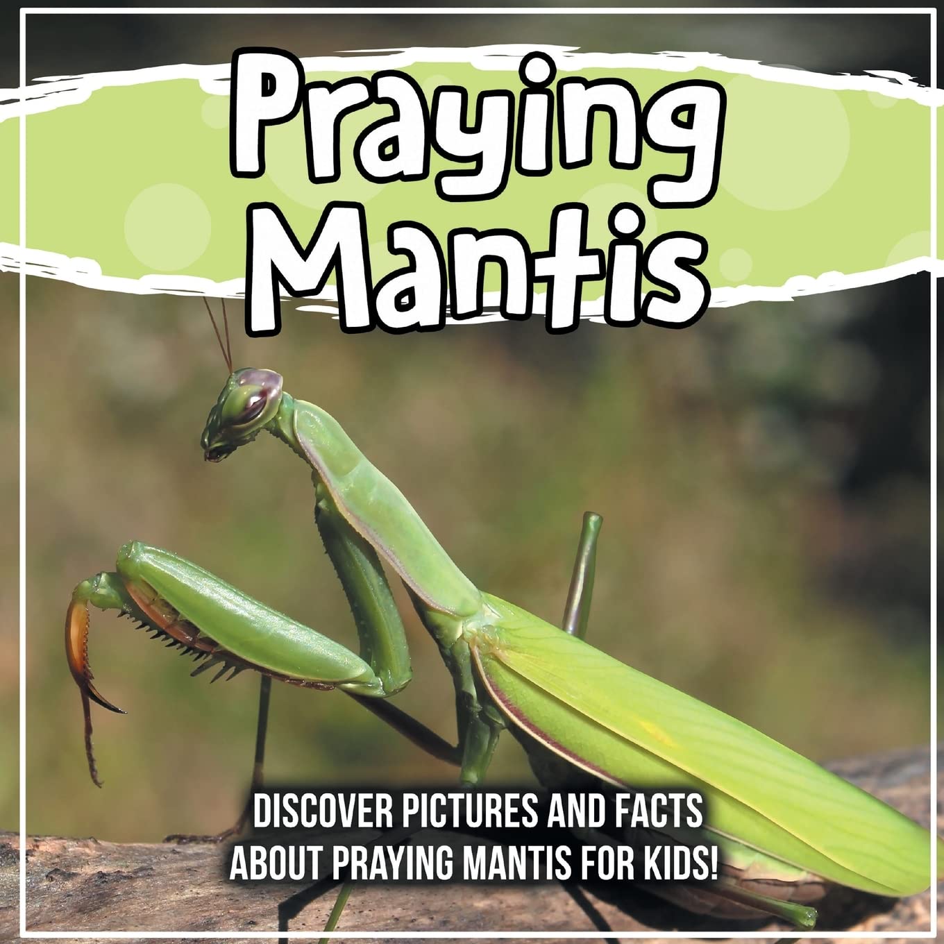Praying Mantis Facts For Kids