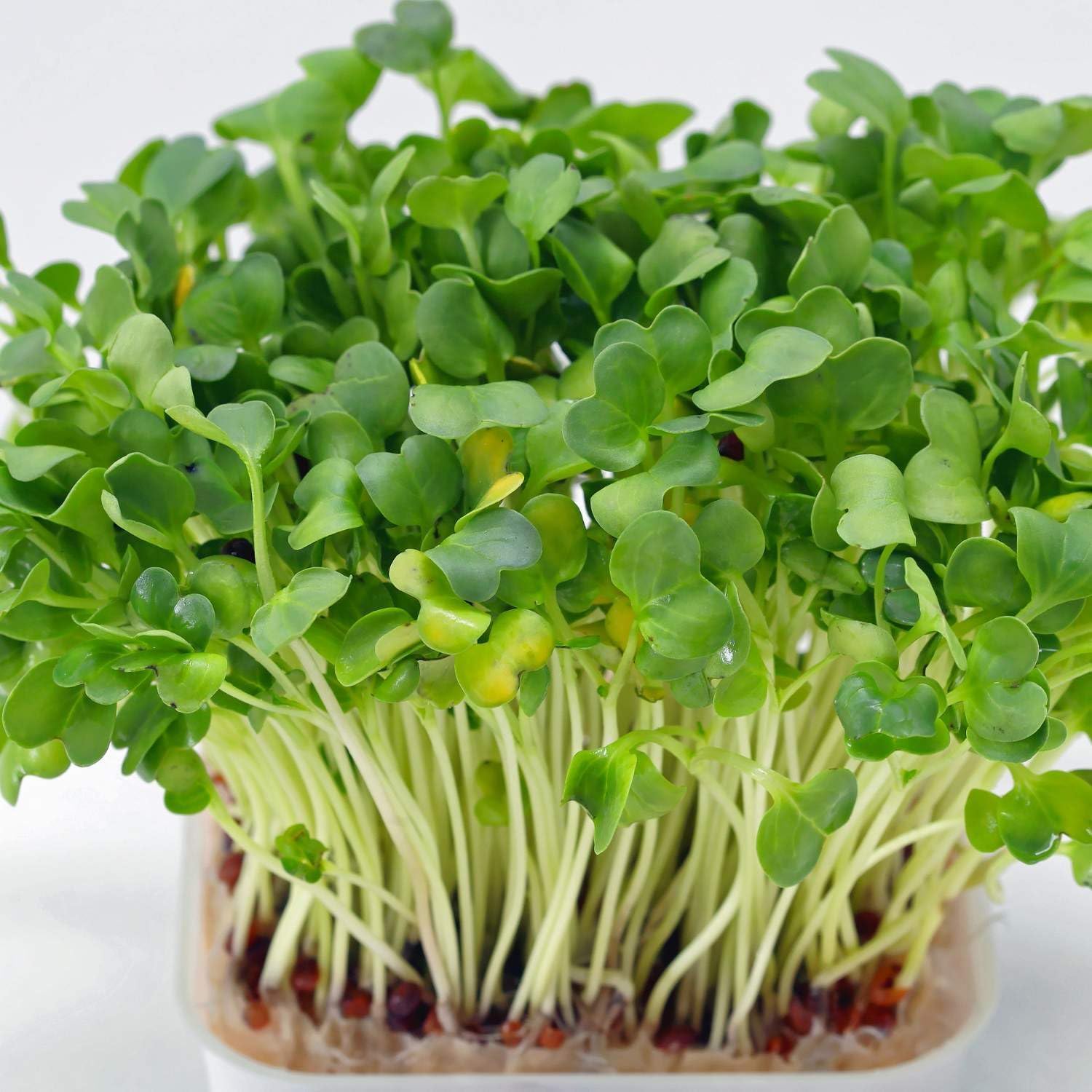 Watercress Taste