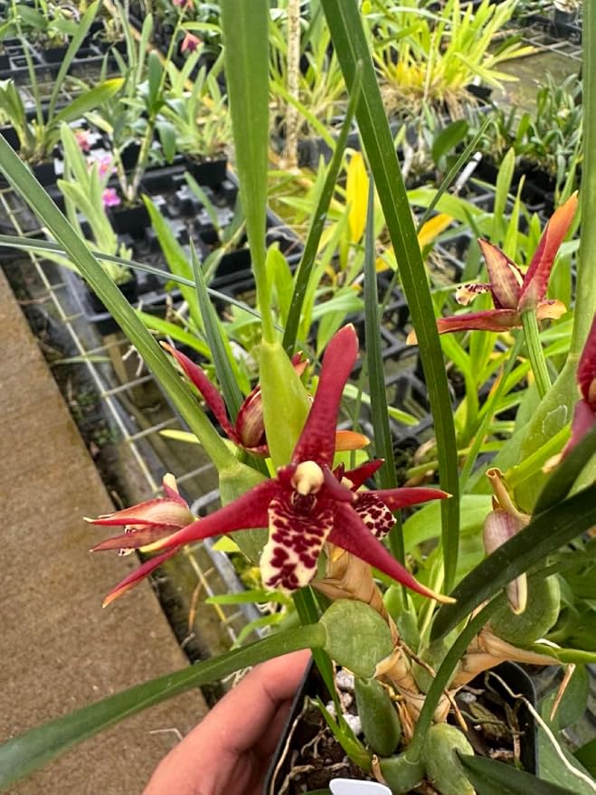 Amazon.com : Coconut Orchid Maxillaria tenuifolia Fragrant Plants Comes ...