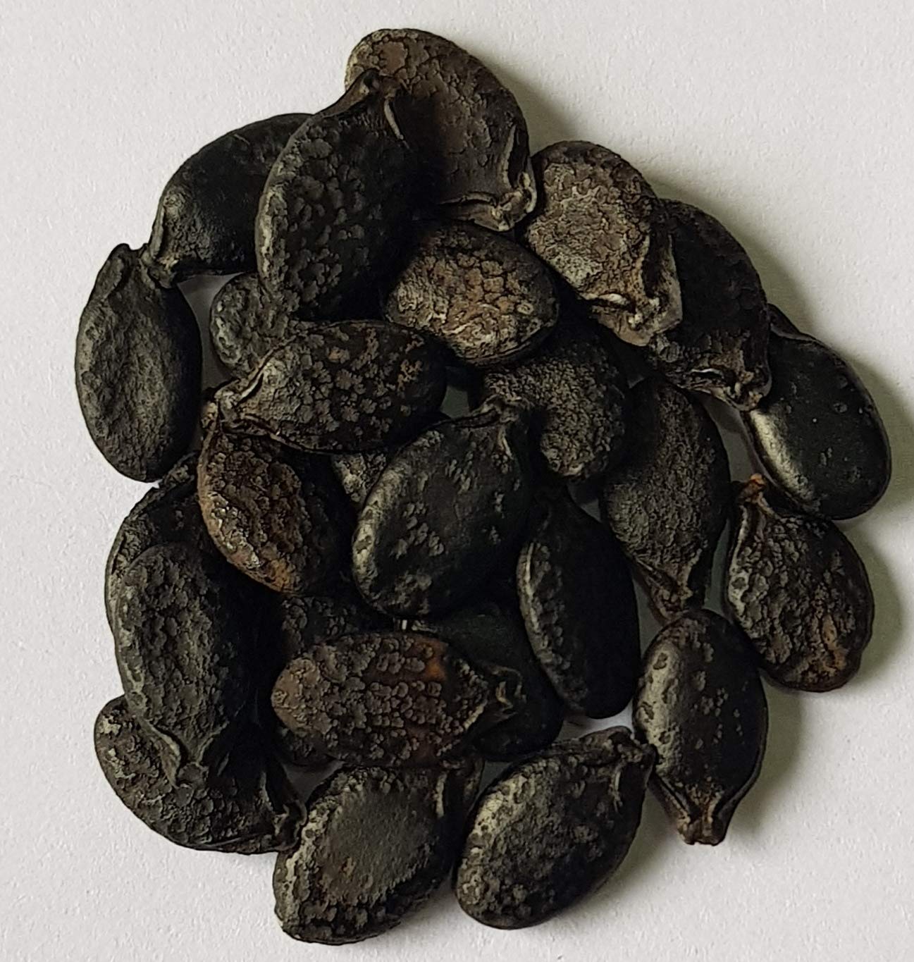 Organic Plant Country Seeds/Native Seeds for Vegetable – Ridged Gourd ...