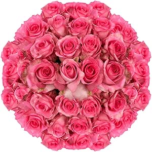 Amazon.com: GlobalRose 150 Fresh Cut Pink Roses- Long Stem Wedding ...