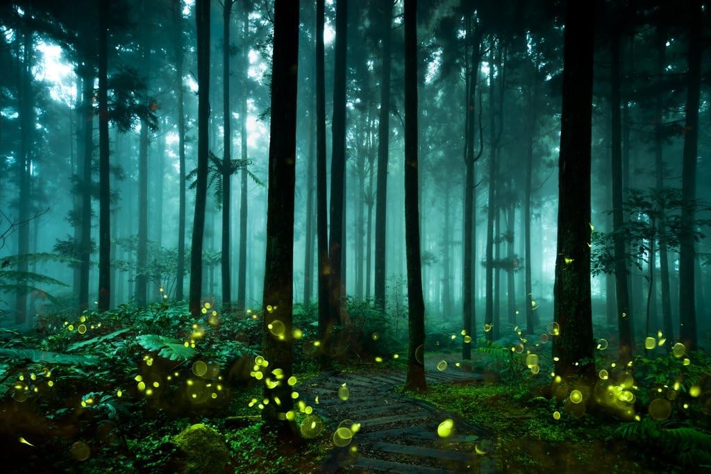 Amazon.com: Fireflies Poster Night Forest Aesthetic Summer Night ...