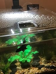 Tetra LED Cube Kit 3G : Amazon.ca: Pet Supplies