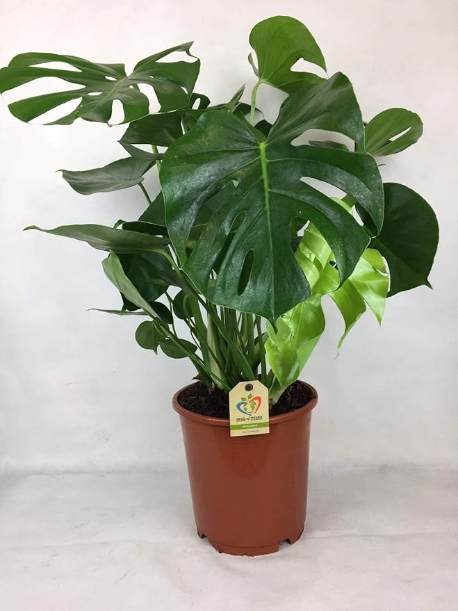 Big Swiss Cheese Plant Monstera deliciosa 21cm Pot 80cm Tall Including ...