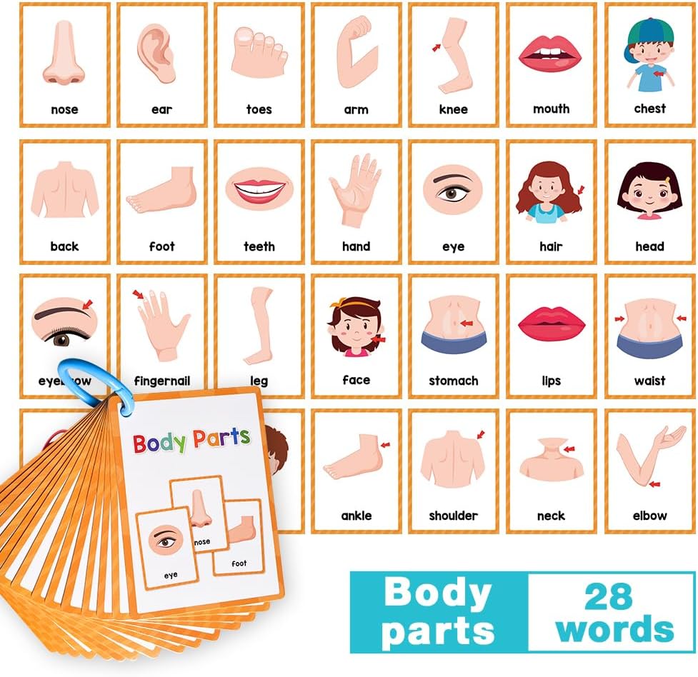 Tarjetas didácticas de aprendizaje de partes del cuerpo, palabras de ...