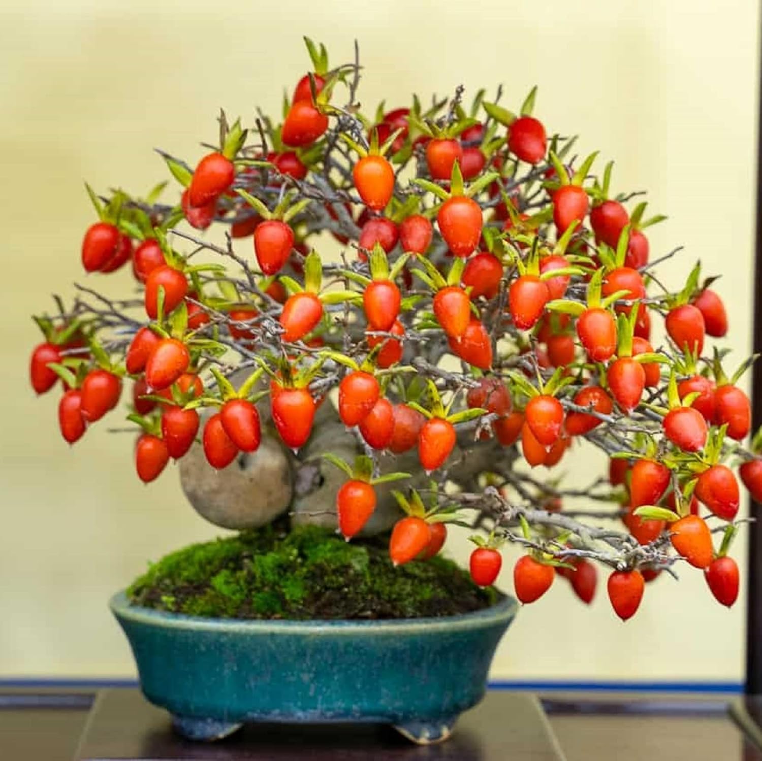 CHUXAY GARDEN 10 Seeds Diospyros Kaki,Japanese Persimmon,Chinese Date ...