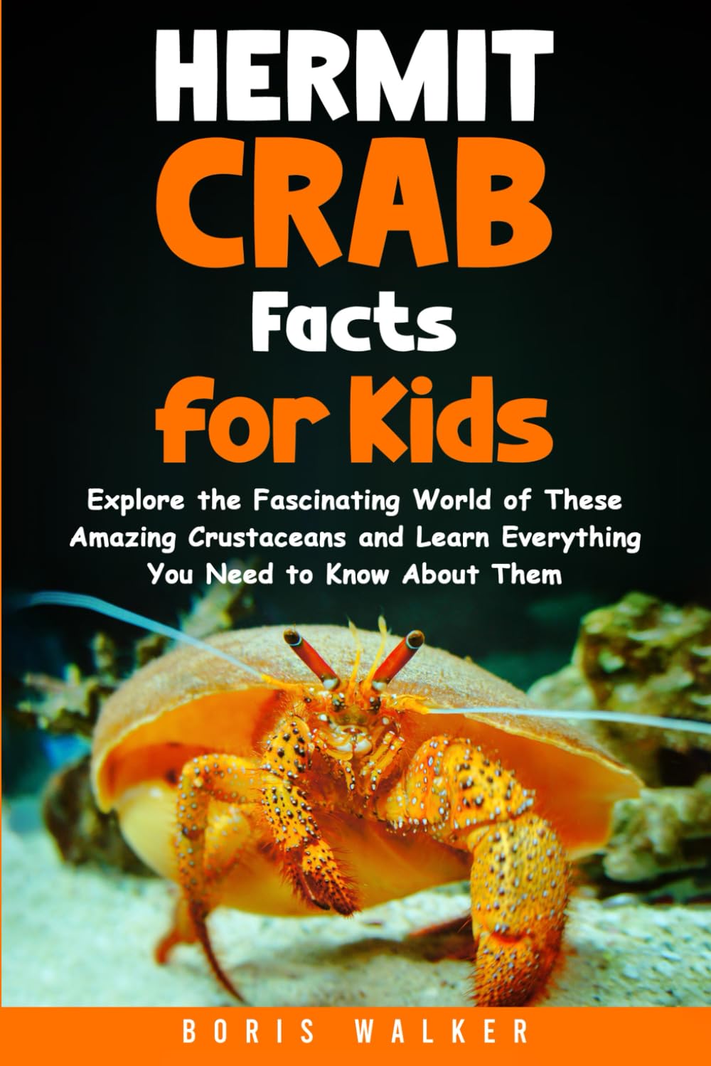 Hermit Crab Facts for Kids: Explore the Fascinating World of These ...