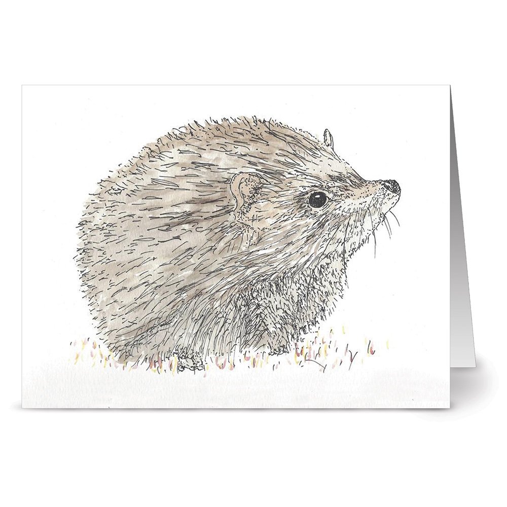 Amazon.com : Note Card Cafe All Occasion Greeting Cards with Gray ...