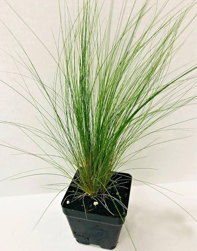 Amazon.com: Greenwood Nursery: Live Ornamental Grasses - Mexican ...