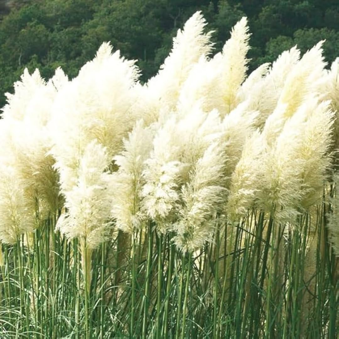 Amazon.com : 2 Grass Ornamental Grasses Seedlings, Live Grass Perennial ...