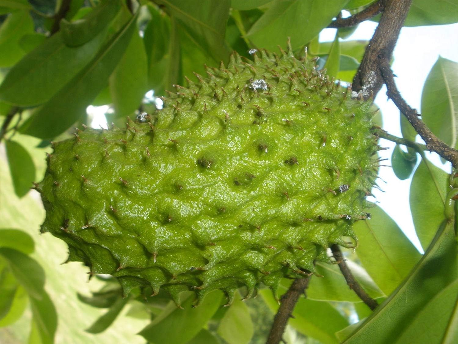 Soursop Live Plant, Mullatha Fruit Plant/Annona Muricata/Soursop ...