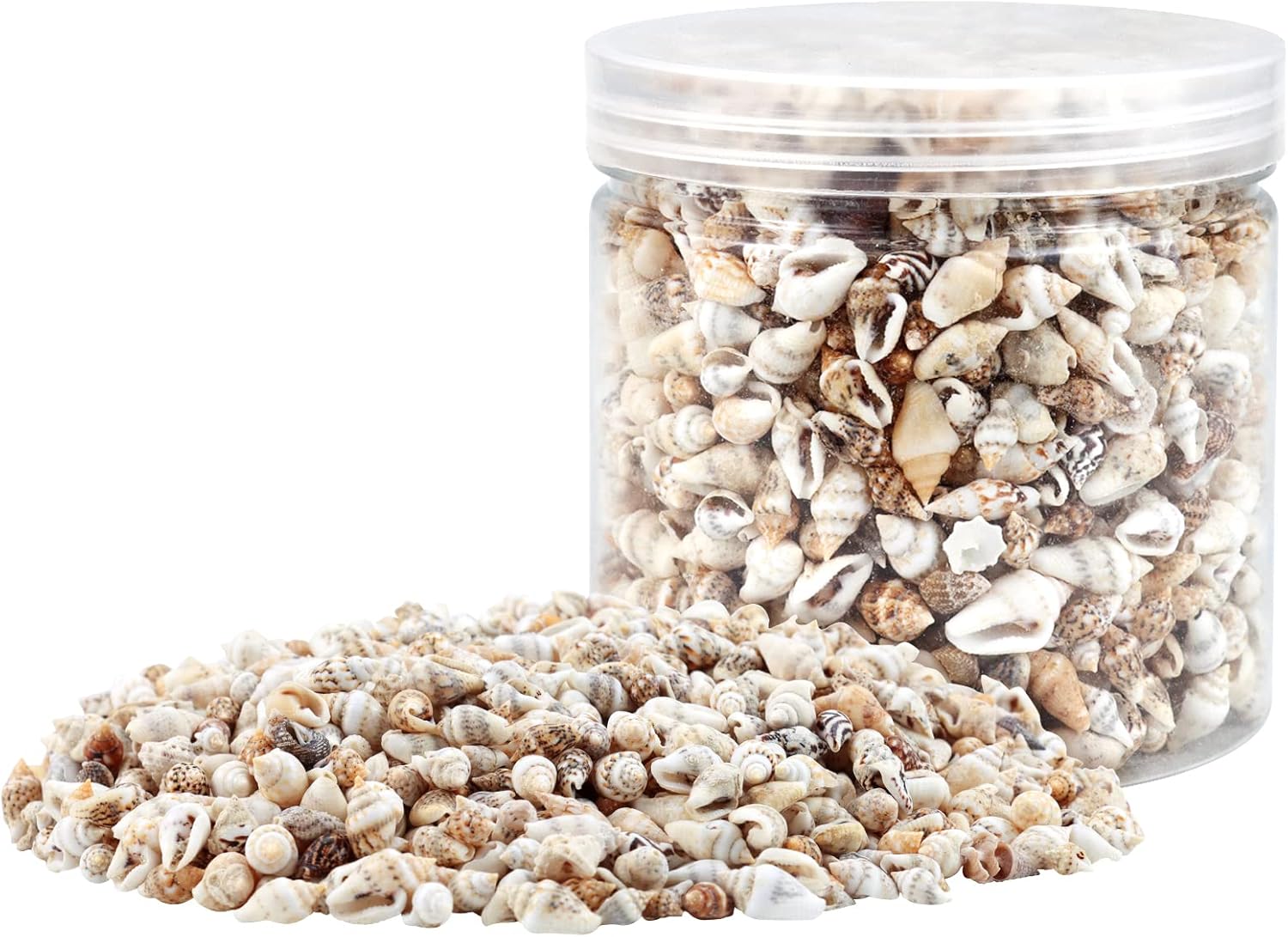 Amazon.com: Uxclver Tiny Sea Shells Mixed, 1200 PCS Ocean Beach Spiral ...