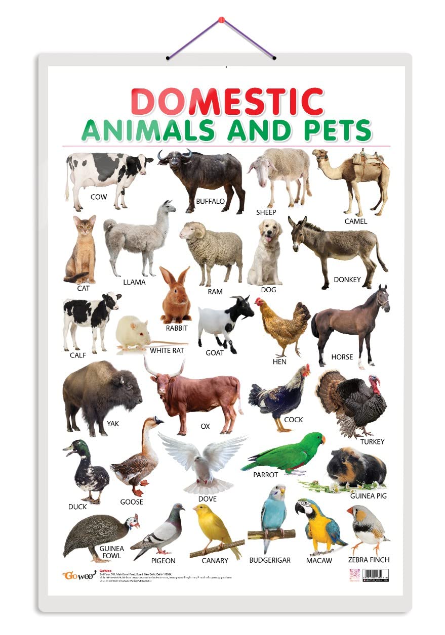 Domestic Animals Images For Kids Domestic Animal Names In English For