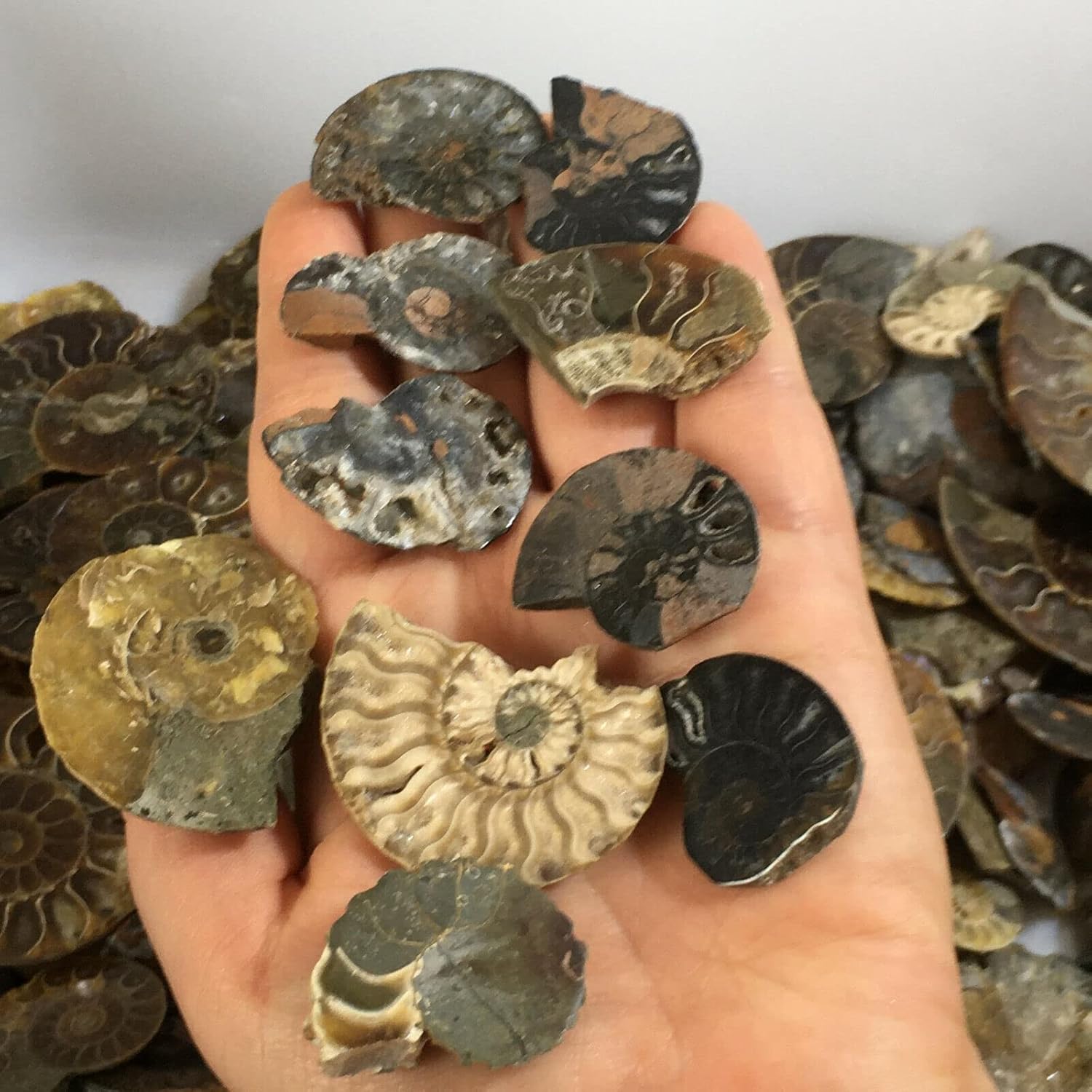 Amazon.com: Natural Conch Fossil Gravel 1500g : Pet Supplies