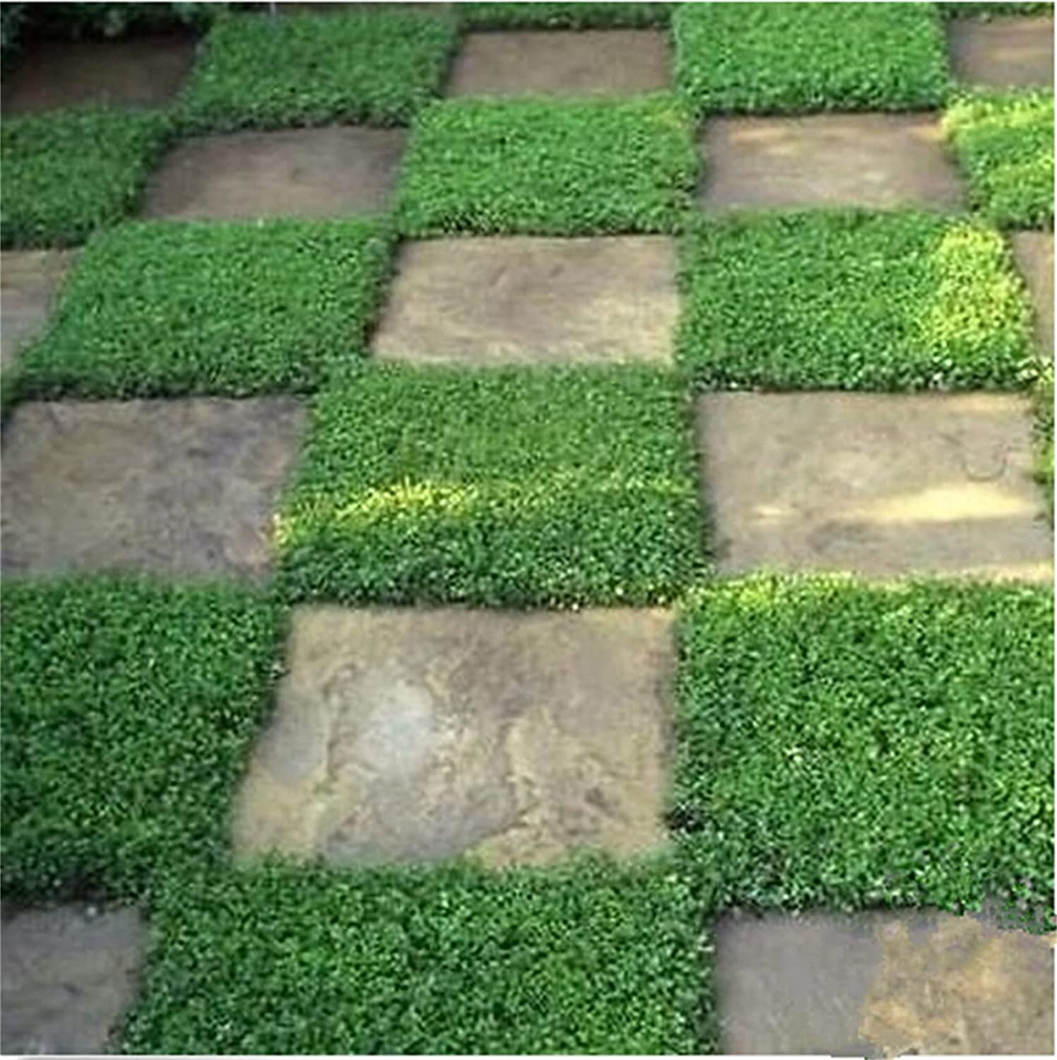Amazon.com : 1,000+ Outdoor Green Carpet Seeds for Planting ...
