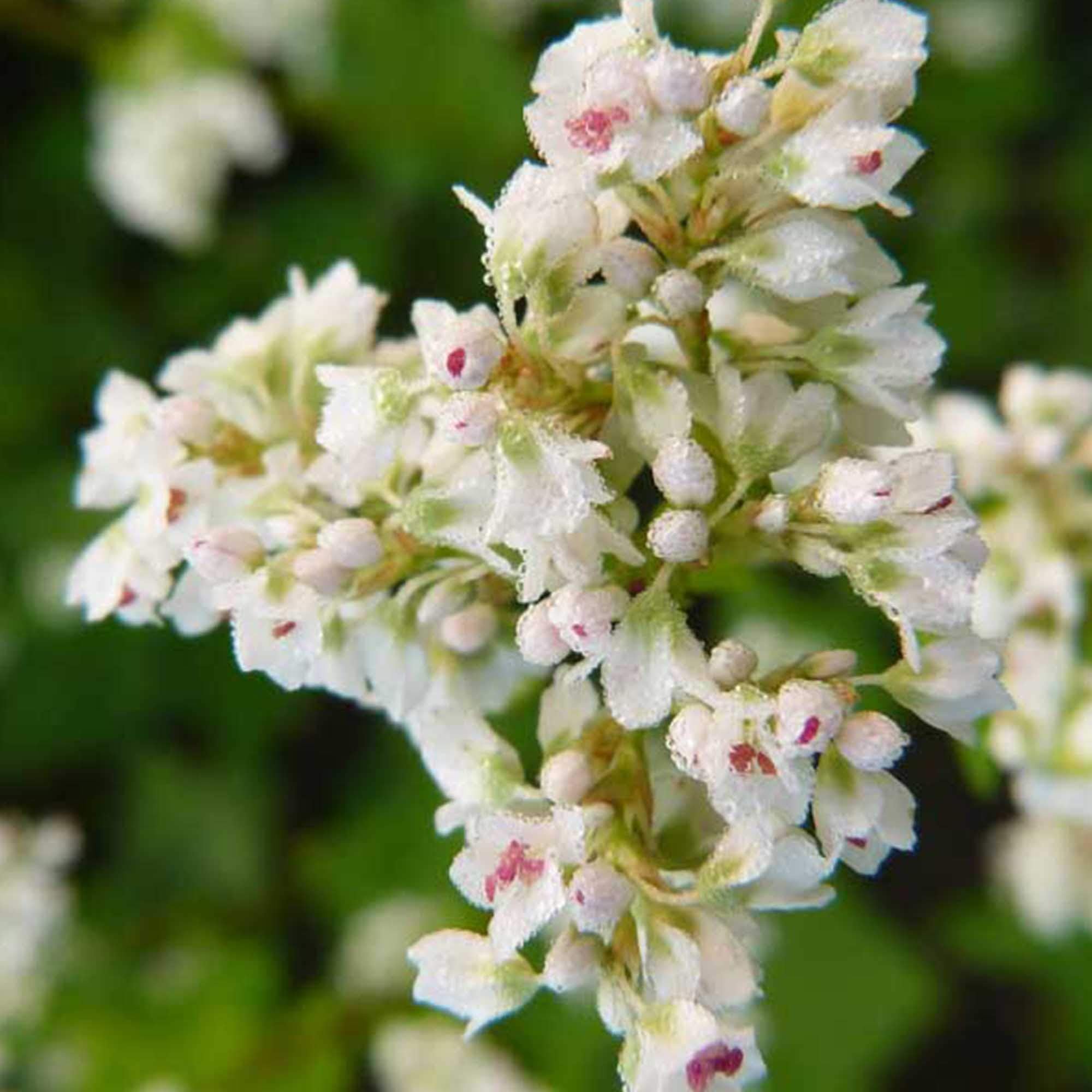Amazon.com : MANCAN BUCKWHEAT 5 Lb Cover Crop - Wild Life and Game ...