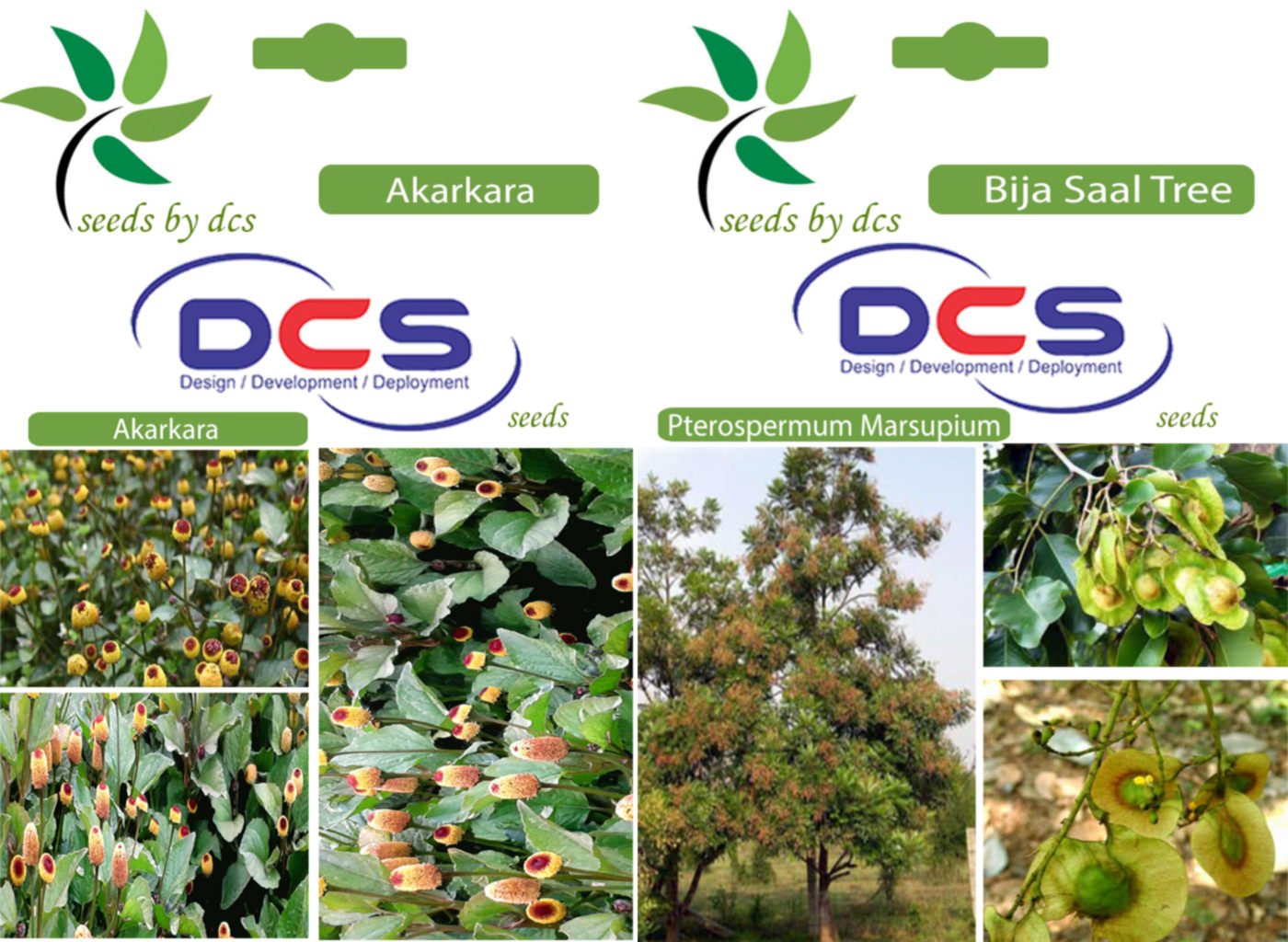 Buy DCS Akarkara and Bija Saal Tree Seeds (White) Online at Low Prices ...