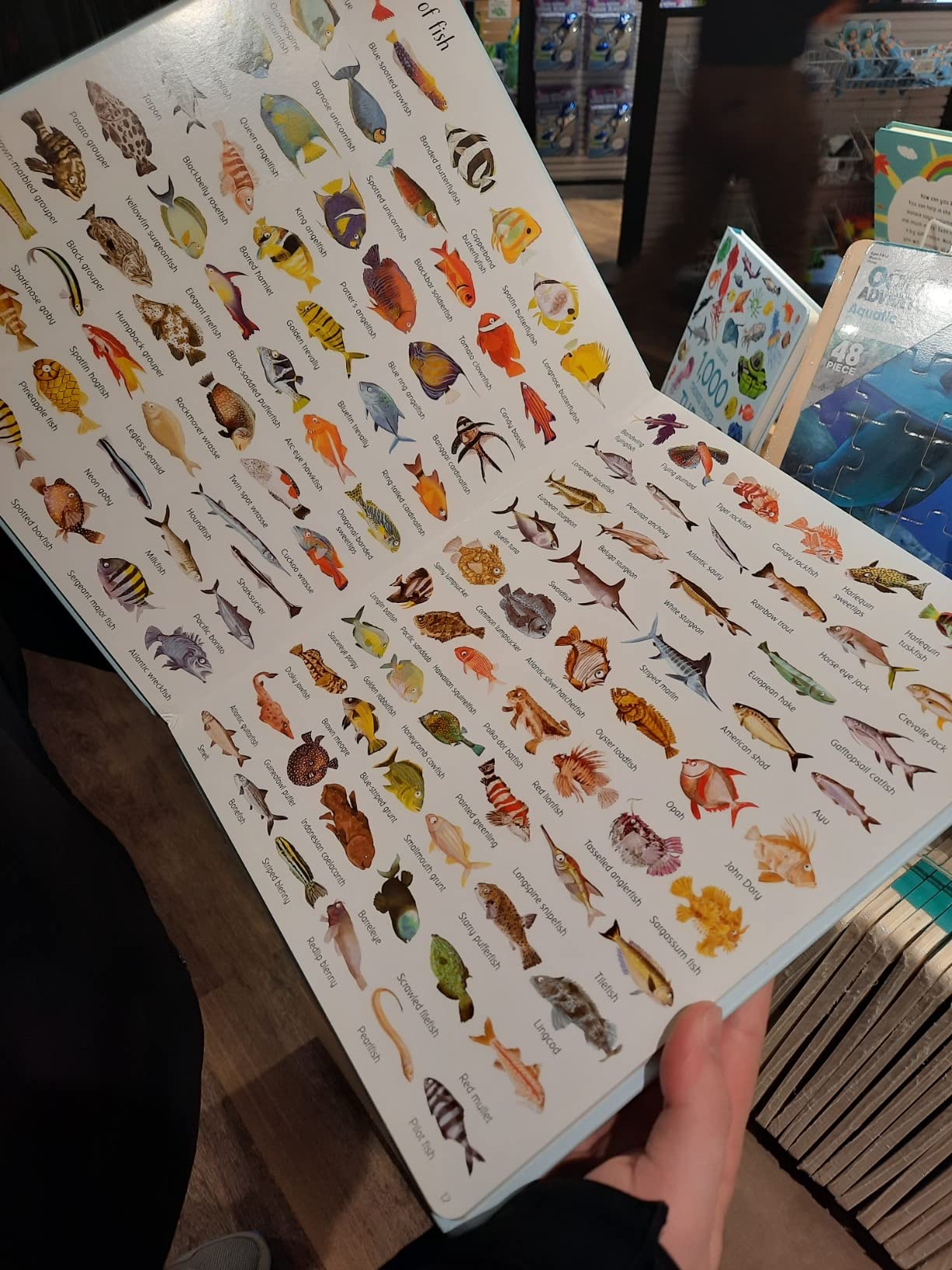 1000 Things Under the Sea: Jessica Greenwell and Alice Primer ...