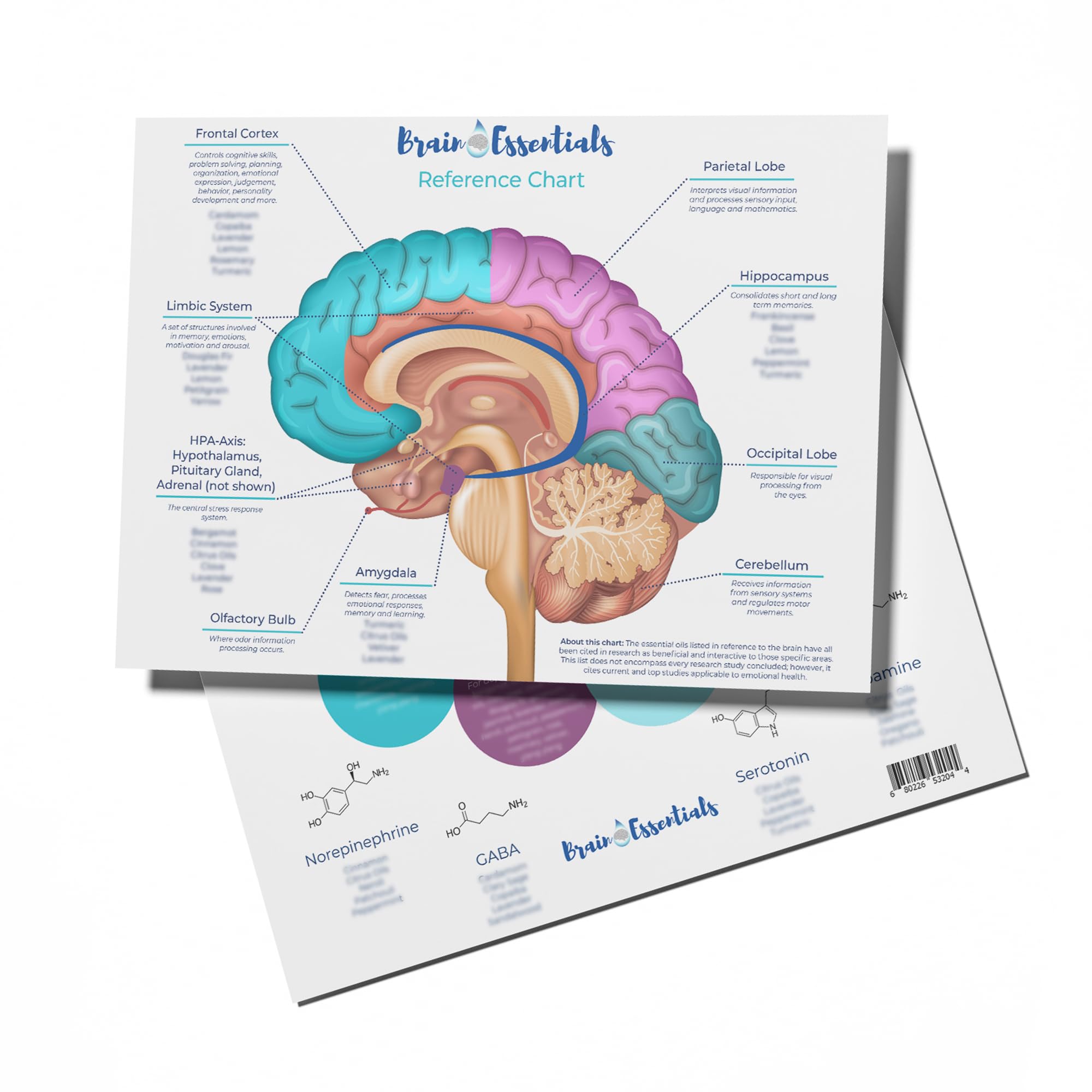Educational Chart Human Brain Anatomy Chart - 8.5x11 Laminated Medical ...