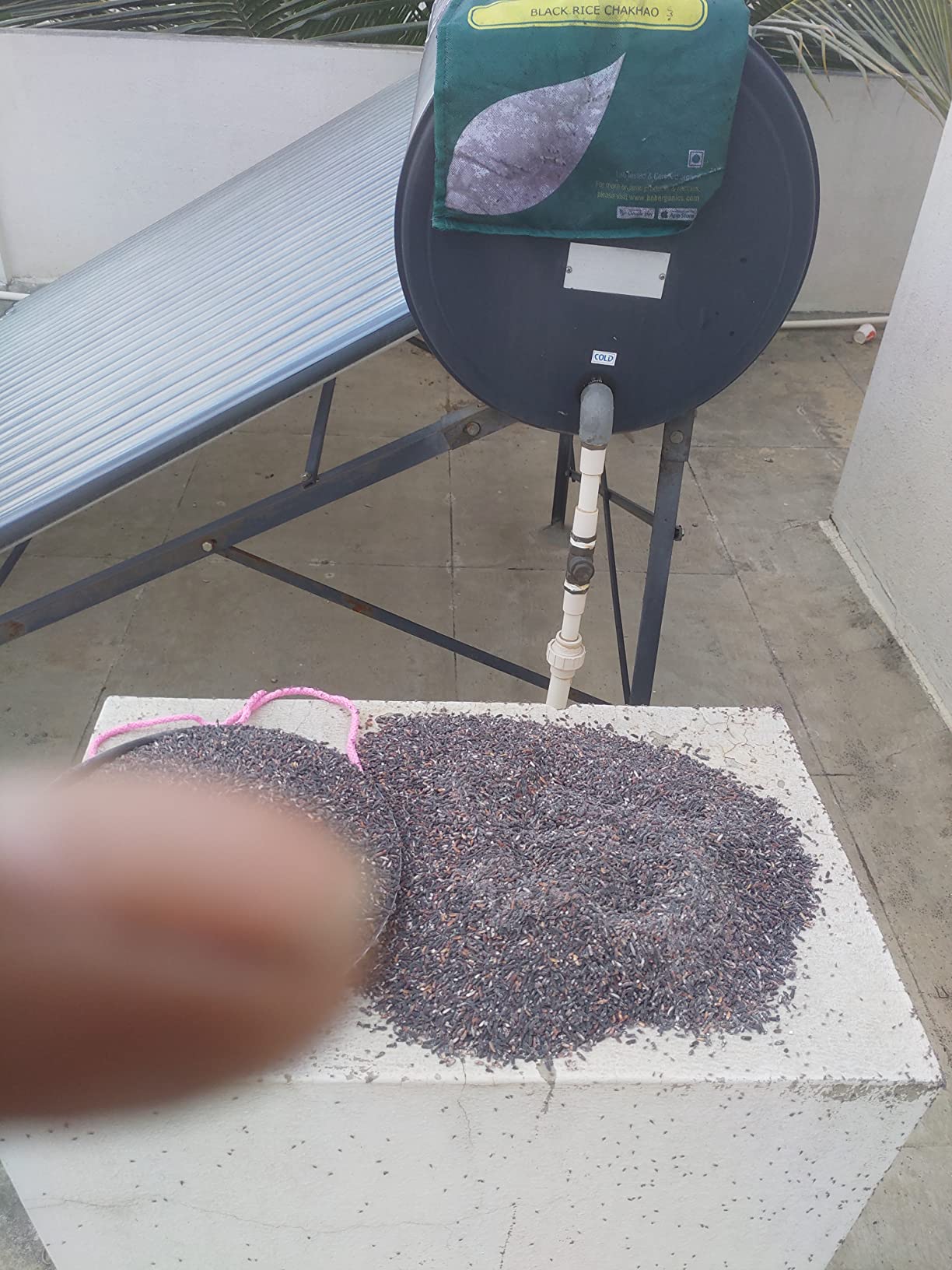 B&B Organics Black Rice Chak Hao - Manipur (Origin) Rice, 1 kg : Amazon ...
