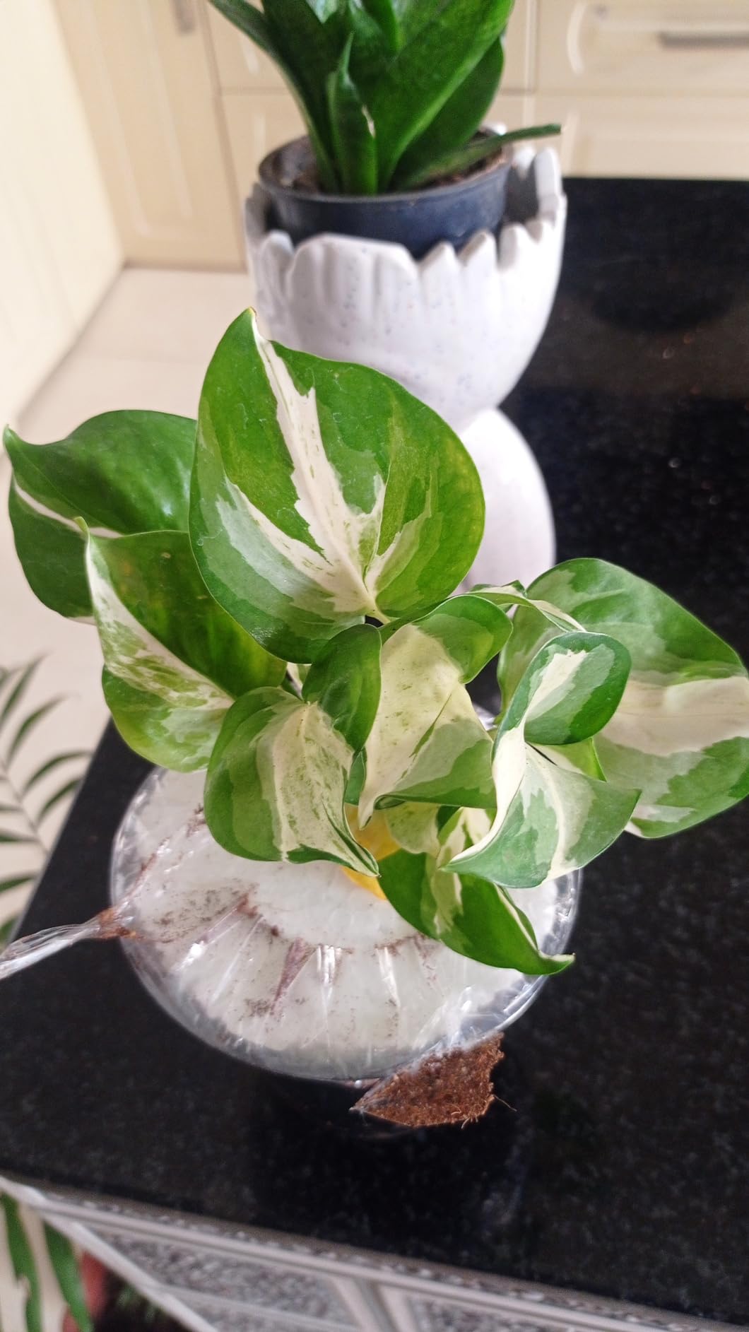 The Four Seasons Manjula Pothos | Epipremnum Aureum Manjula Natural ...