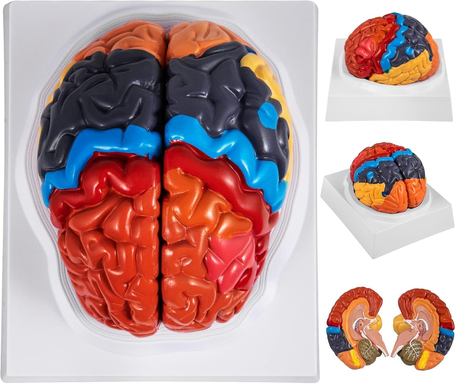Amazon.com: Jrcfnss Human Brain Anatomical Model, Coloured Brain ...