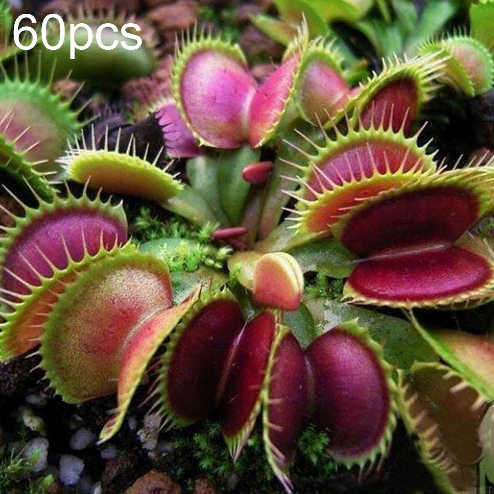 Buy pengyu-Dionaea Muscipula , 60/120Pcs Dionaea Muscipula Venus ...