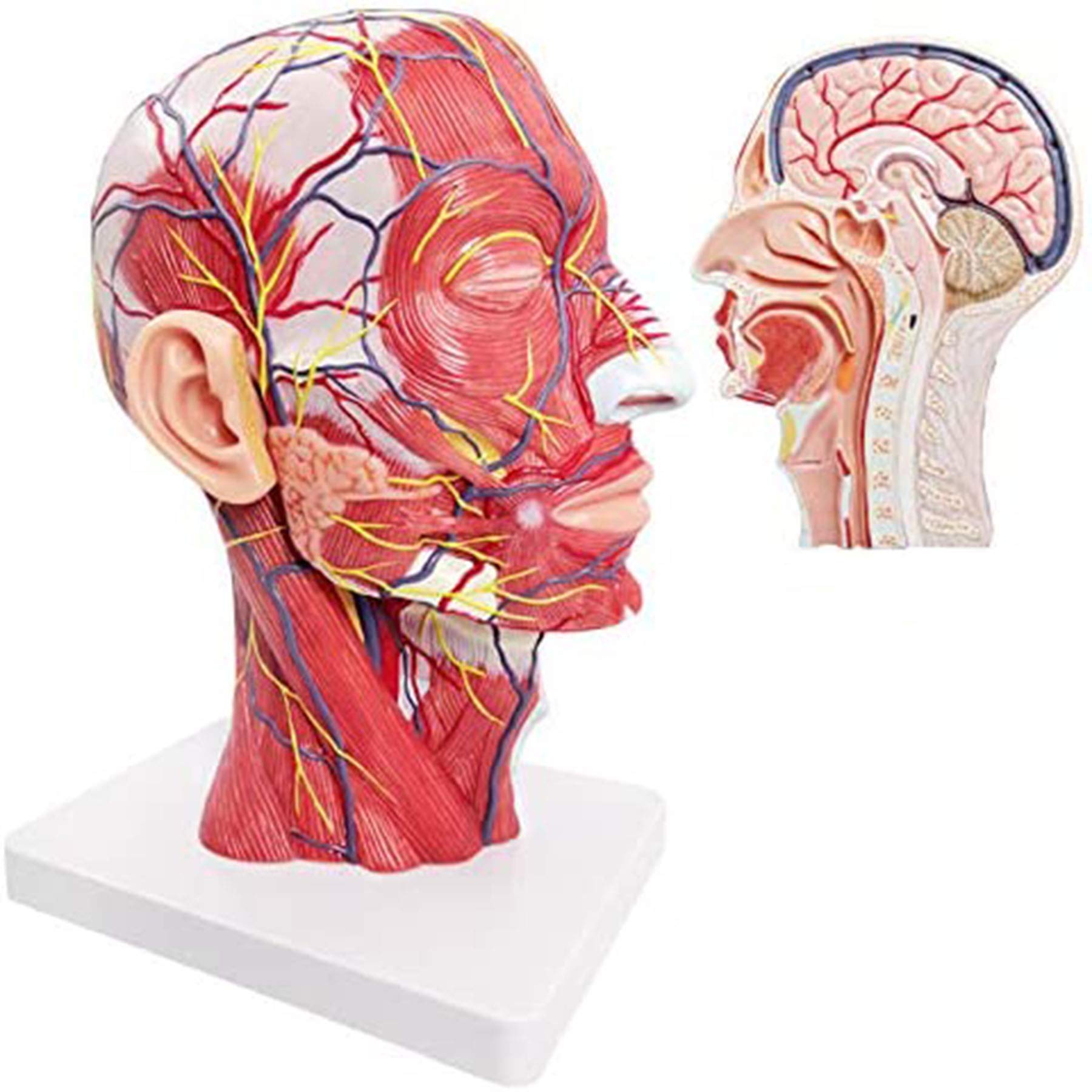 Amhuui Human Anatomy Model Face Anatomy Medical Brain Neck Oral ...