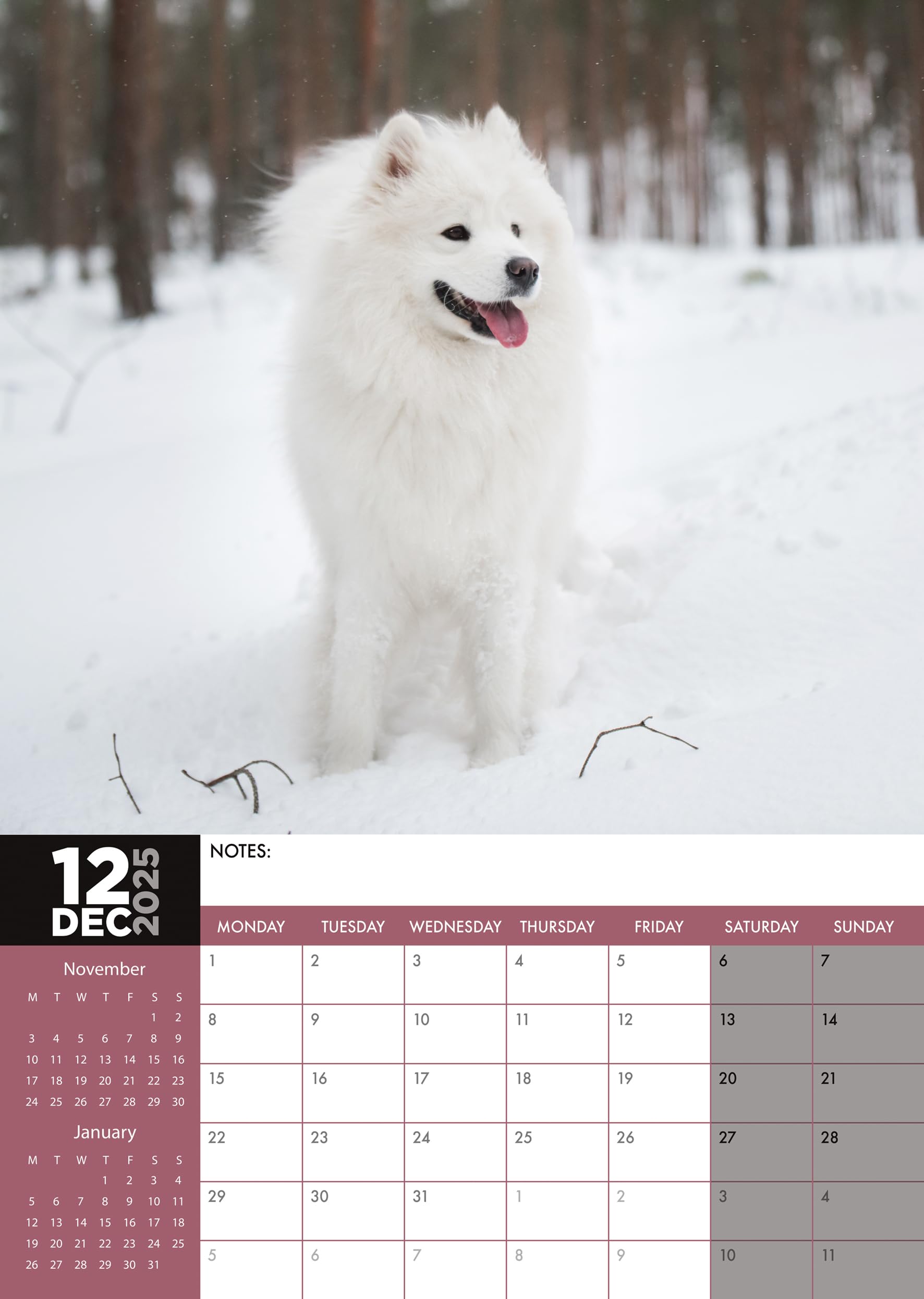 Samoyed 2025 – A3 Size Wirobound Calendar – BigaMart