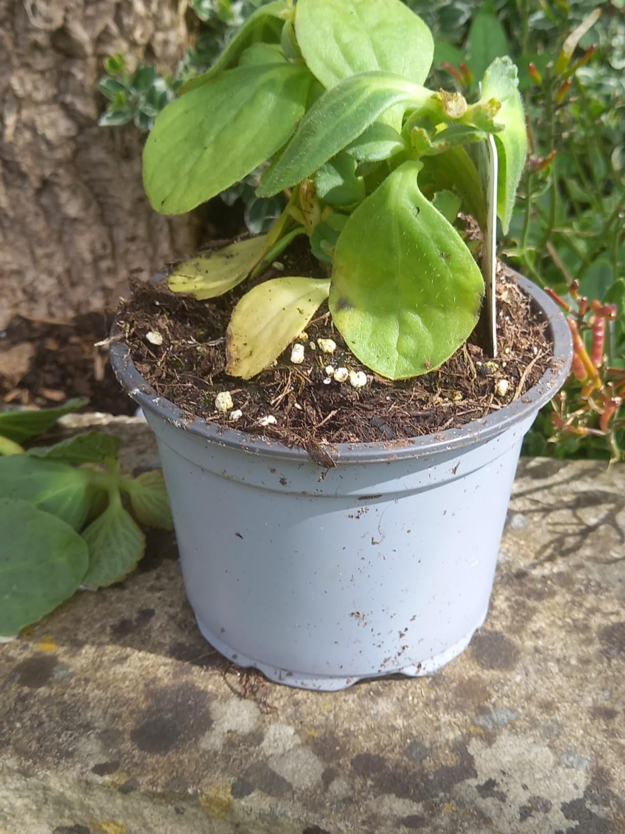 1 Large Coleus Canina - Scaredy Cat Plant in 10.5cm Pot - Ready to ...