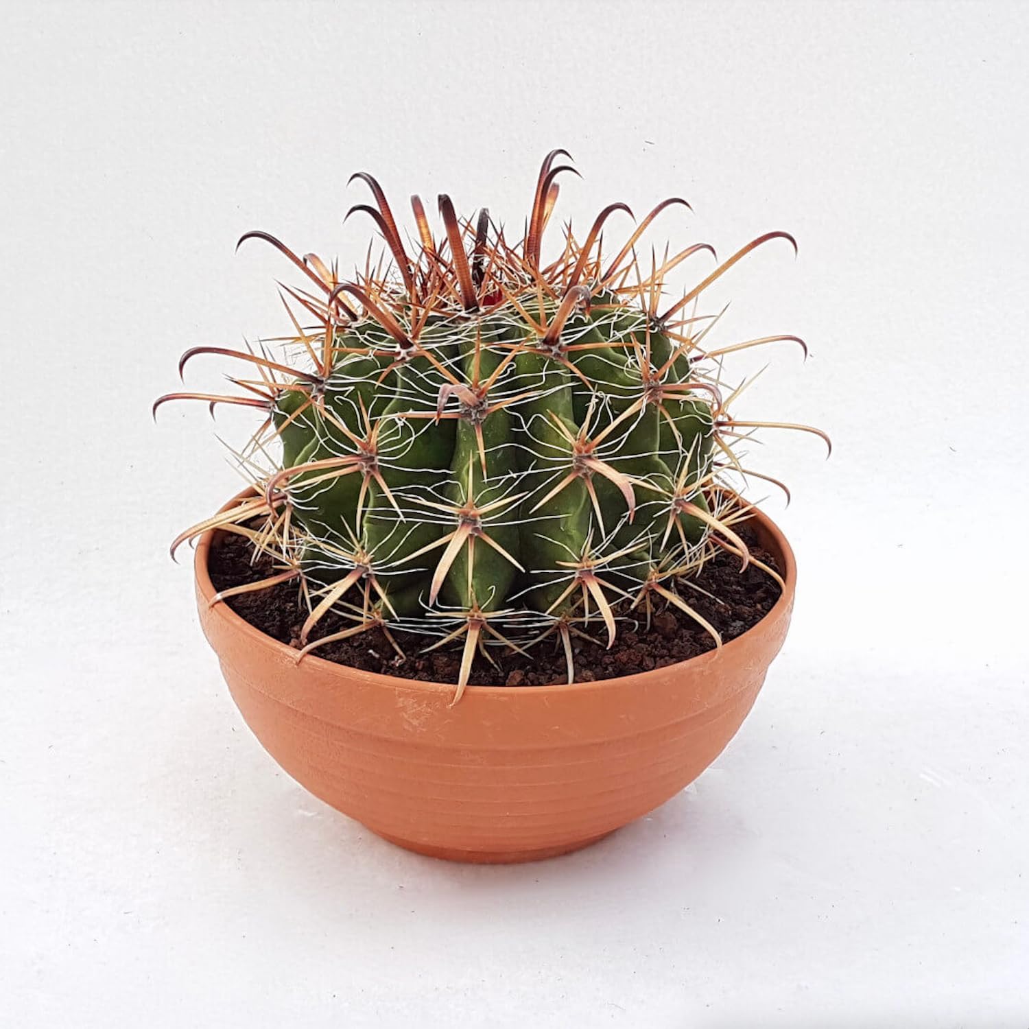 Amazon.com : Ferocactus peninsulae Cactus (Baja Fire Barrel) Fiery Red ...