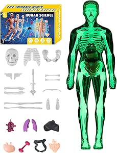 Genérico Maqueta de Anatomía Humana 3D para Niños - Modelos De ...