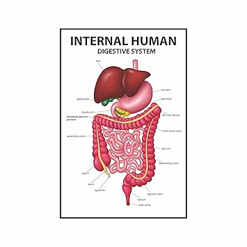 Anne Print Solutions® iIternal Human Digestive System Vinyl Sticker ...