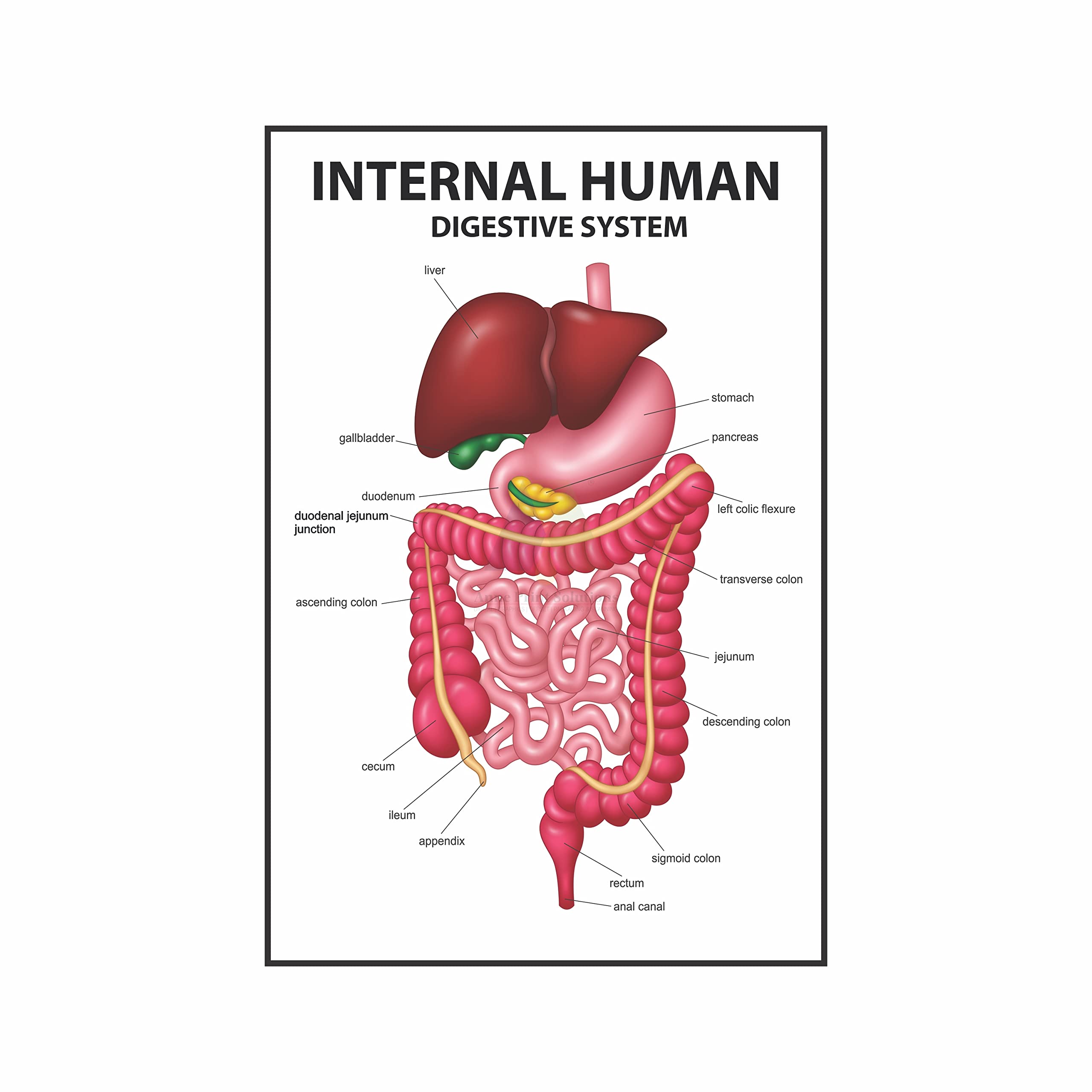 Anne Print Solutions® iIternal Human Digestive System Vinyl Sticker ...